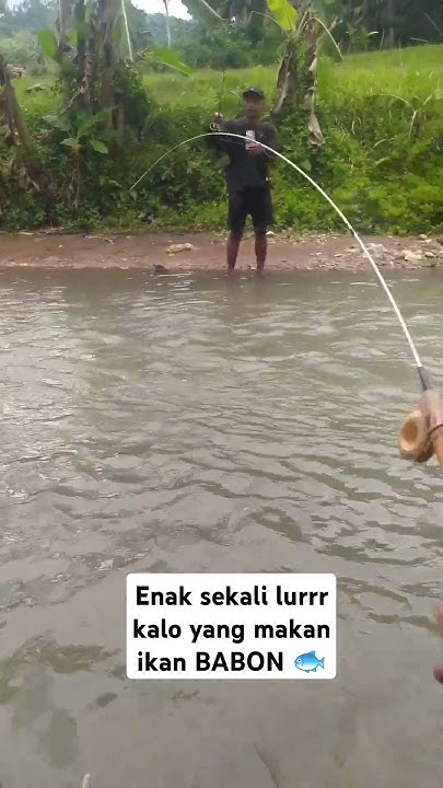 mancing ikan wader sambil ngabuburit lurrrr🎣🎣#mancing #mancingikanwader #fishing #waderbabon ...