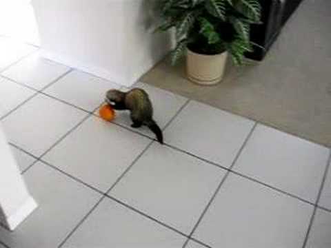 Ferret hides orange - YouTube