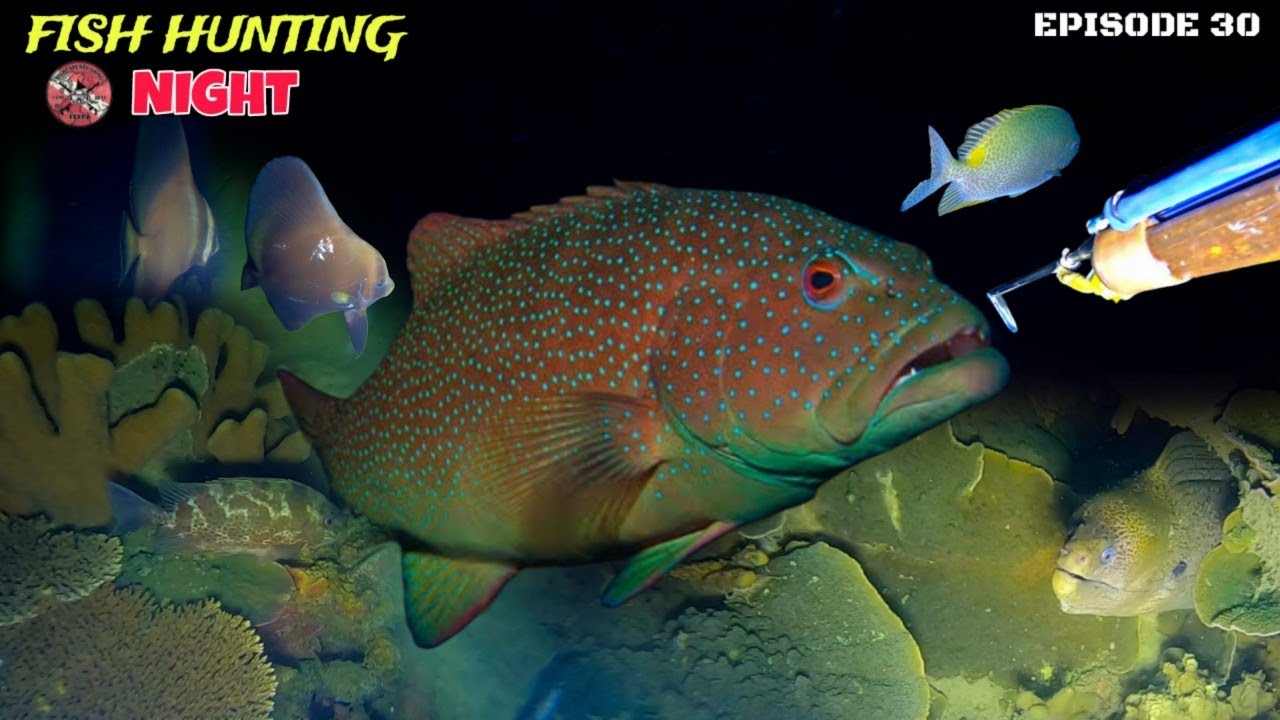 NIGHT SPEARFISHING EPISODE 30 | FISH HUNTING NIGHT - YouTube