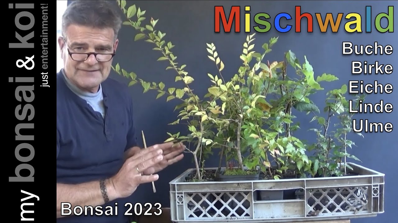 Bonsai 2023-46 - Buche, Birke, Eiche, Linde und Ulme - Großprojekt ...