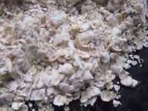 Bugs in my Quaker Oats - YouTube