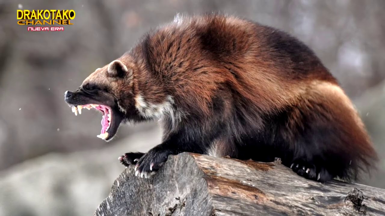 TOP 10 MUSTÉLIDOS MÁS GRANDES Y PELIGROSOS DEL MUNDO - YouTube