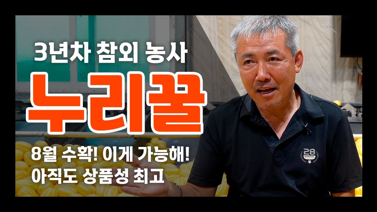 더기반 누리꿀 참외품종🥇 8월에도 여전히 상품성 좋은 참외생산 👍 3년차 참외재배 노하우 양친내병계 참외💥여름재배에 적합한 참외 놀랍다 👏👏👏 Youtube
