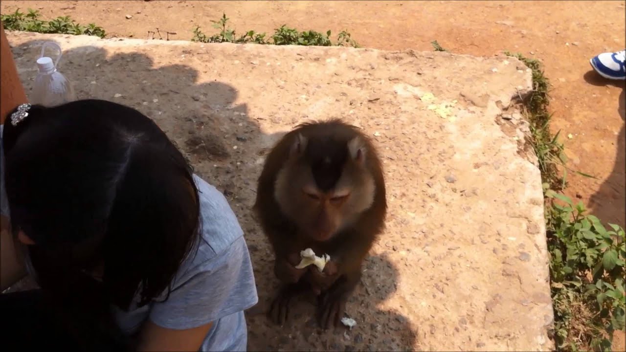 Lost Monkey - YouTube