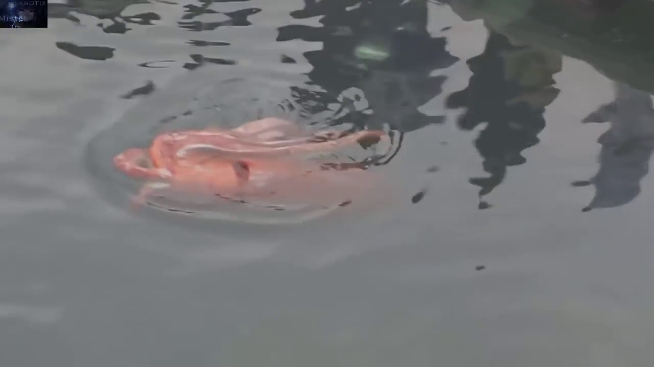 Captan en vídeo por primera vez un calamar gigante vivo en Japón - YouTube