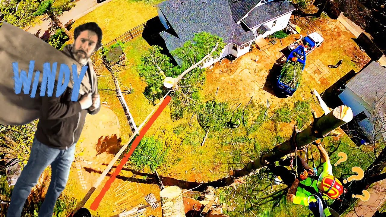 Two Brothers Climb And Remove Pine Tree From Backyard - YouTube