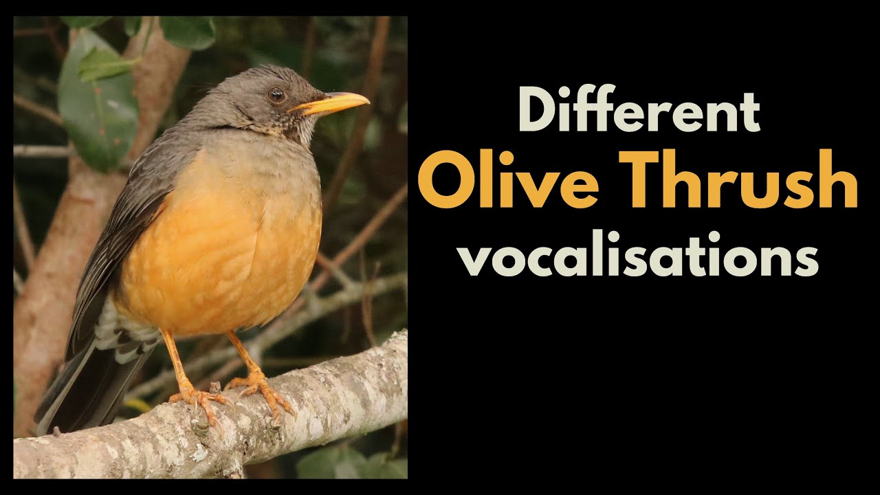 Different Olive Thrush vocalisations - YouTube