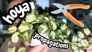 taking my FAVOURITE HOYAS and cutting them into pieces 😮 |  my favourite plants