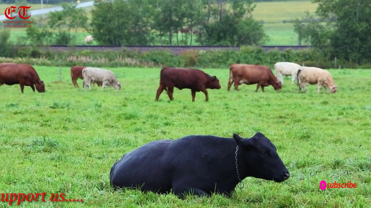 The amazing cow farm. best dairy farm in the world. - YouTube