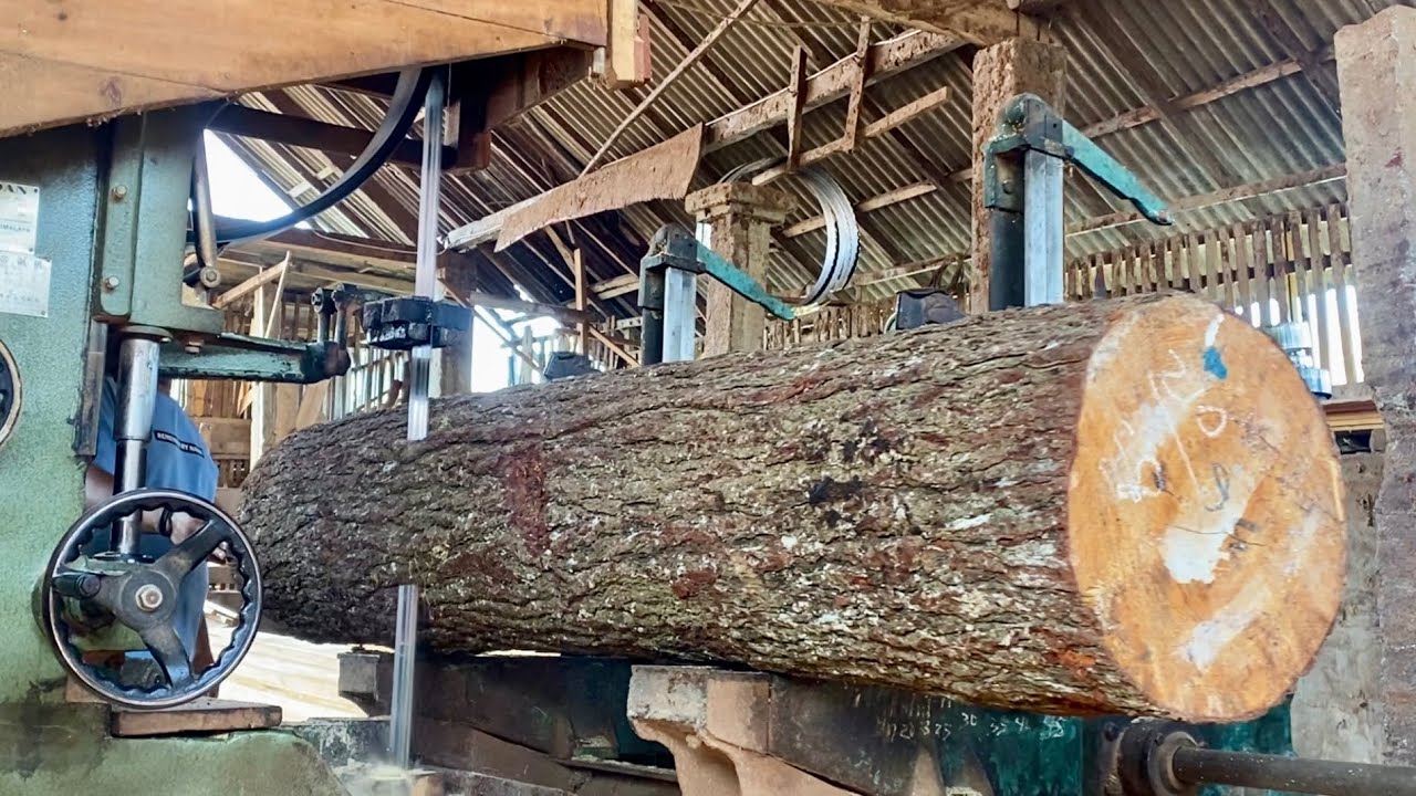 The process of sawing wood using a bandsaw machine in a wood factory ...