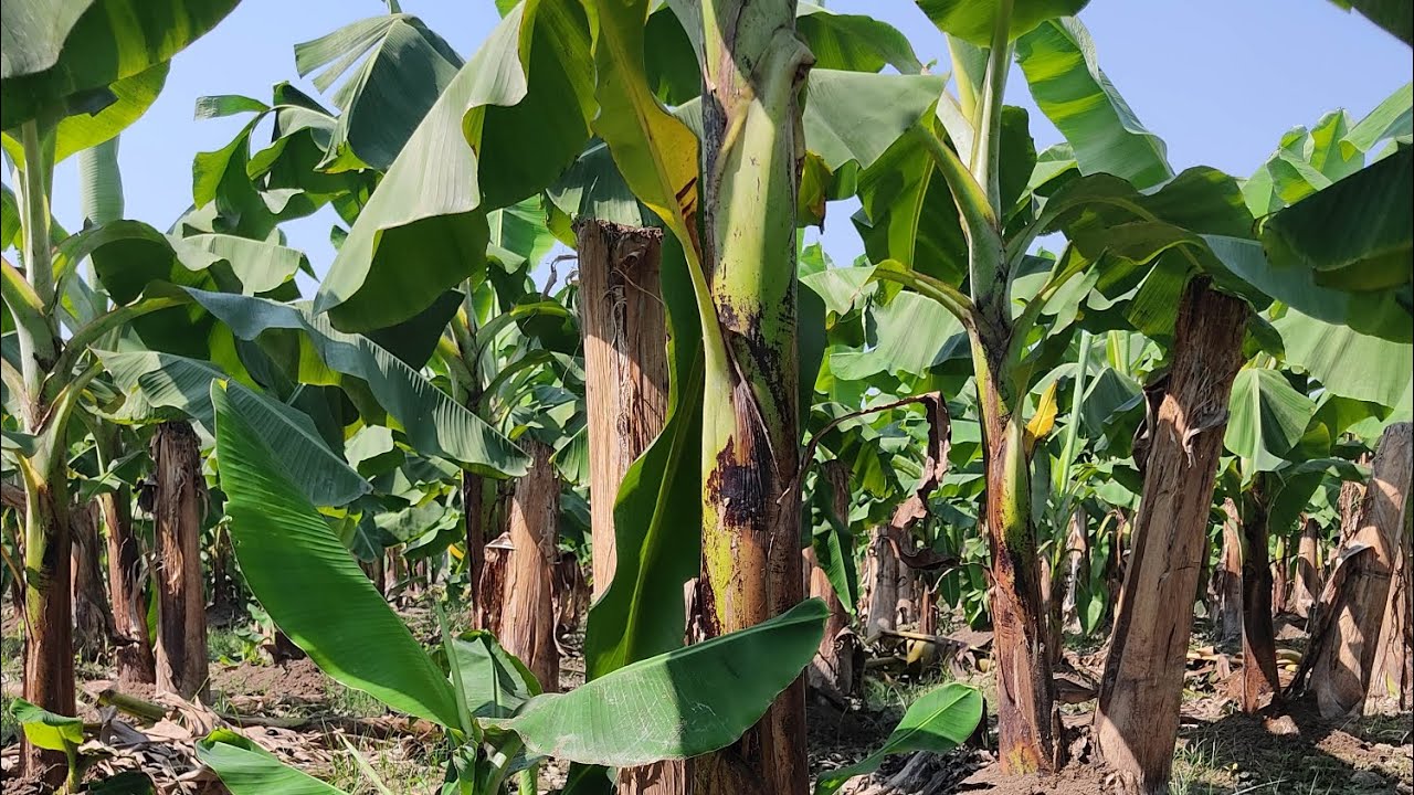 केले की खेती कैसे करे। mettocking, propping, desuckering।। Some ...