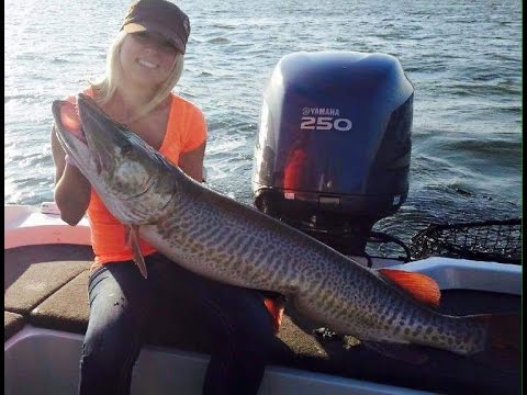 Green Bay Musky Fishing 2015 75 Fish in the boat - YouTube