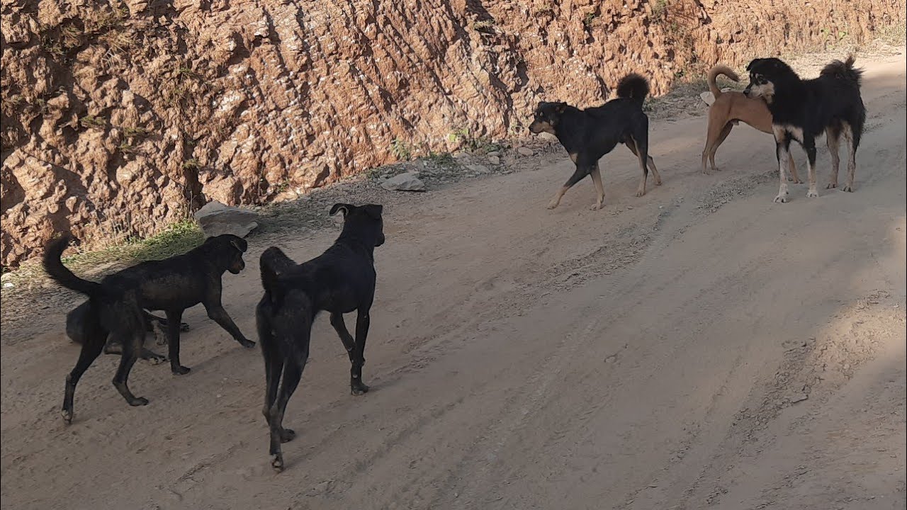 Street Dogs Group On The Way || Dogs Fight || Beauty Nature - YouTube