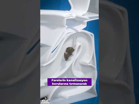 Fareler Tuvalete Nasıl Girer?