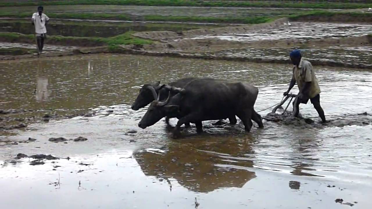 Sri Lanka,ශ්‍රී ලංකා,Water Buffalo ploughing a Rice Field, Paddy - YouTube