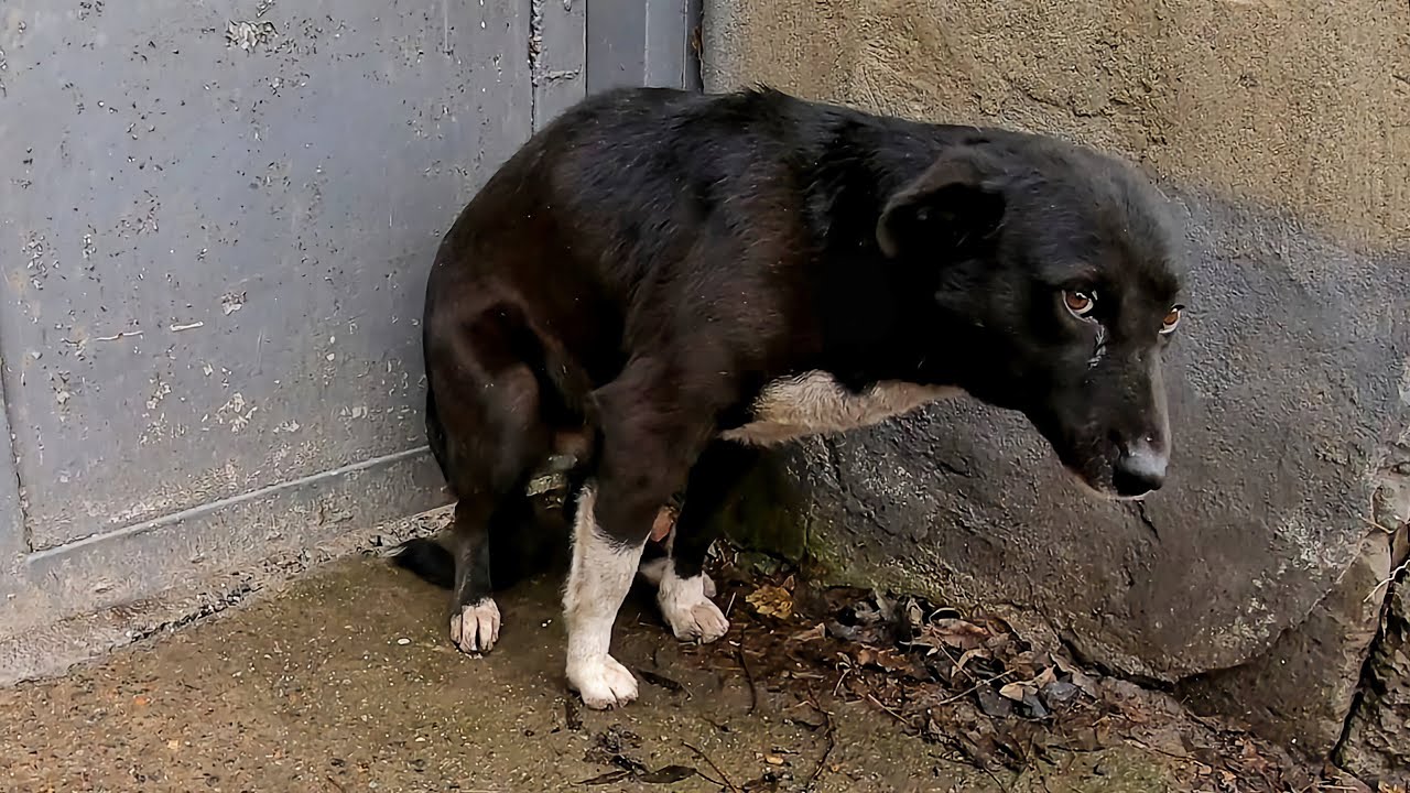 Homeless Dog Huddled in a Corner and crying for help - YouTube