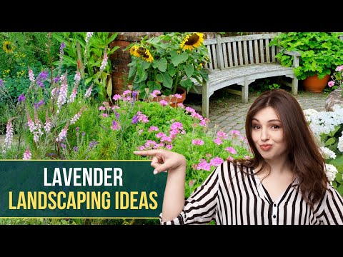 Lavender Landscaping Ideas ✅ Creating a Beautiful Outdoor Space with this Fragrant Plant