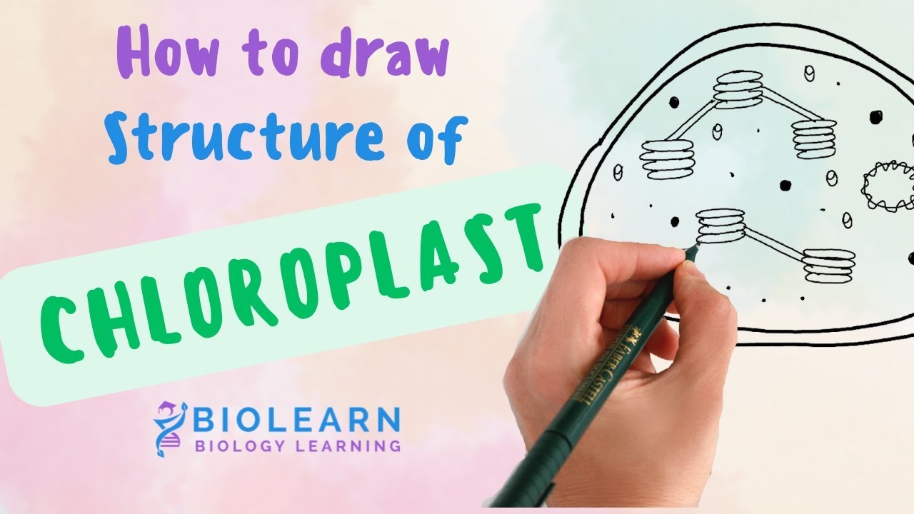 How to Draw the Structure of a CHLOROPLAST | Class 9 & 10 ICSE & NCERT ...