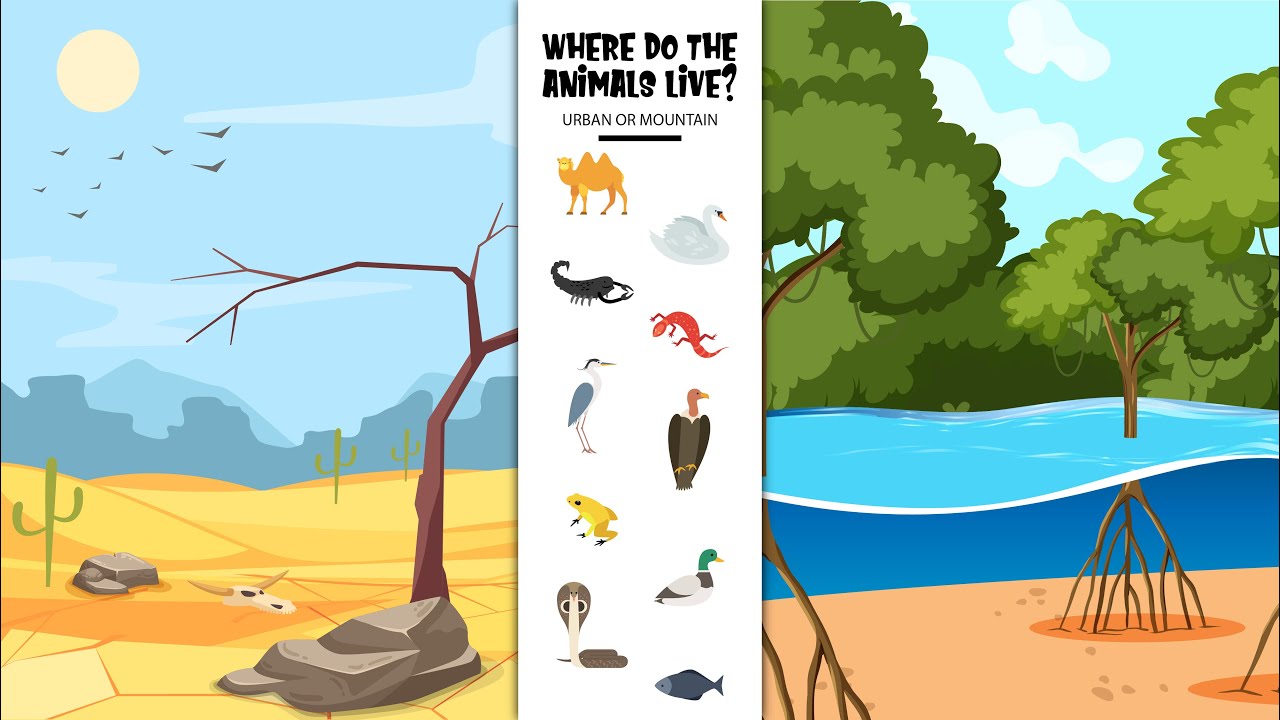 Where Do The Animals Live | Desert or Wetlands | Animal Homes | Learn ...