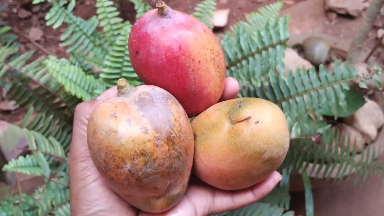 Manga Nan Doc Vermelha - Variedade 57 - Não felpuda e muito saborosa ...