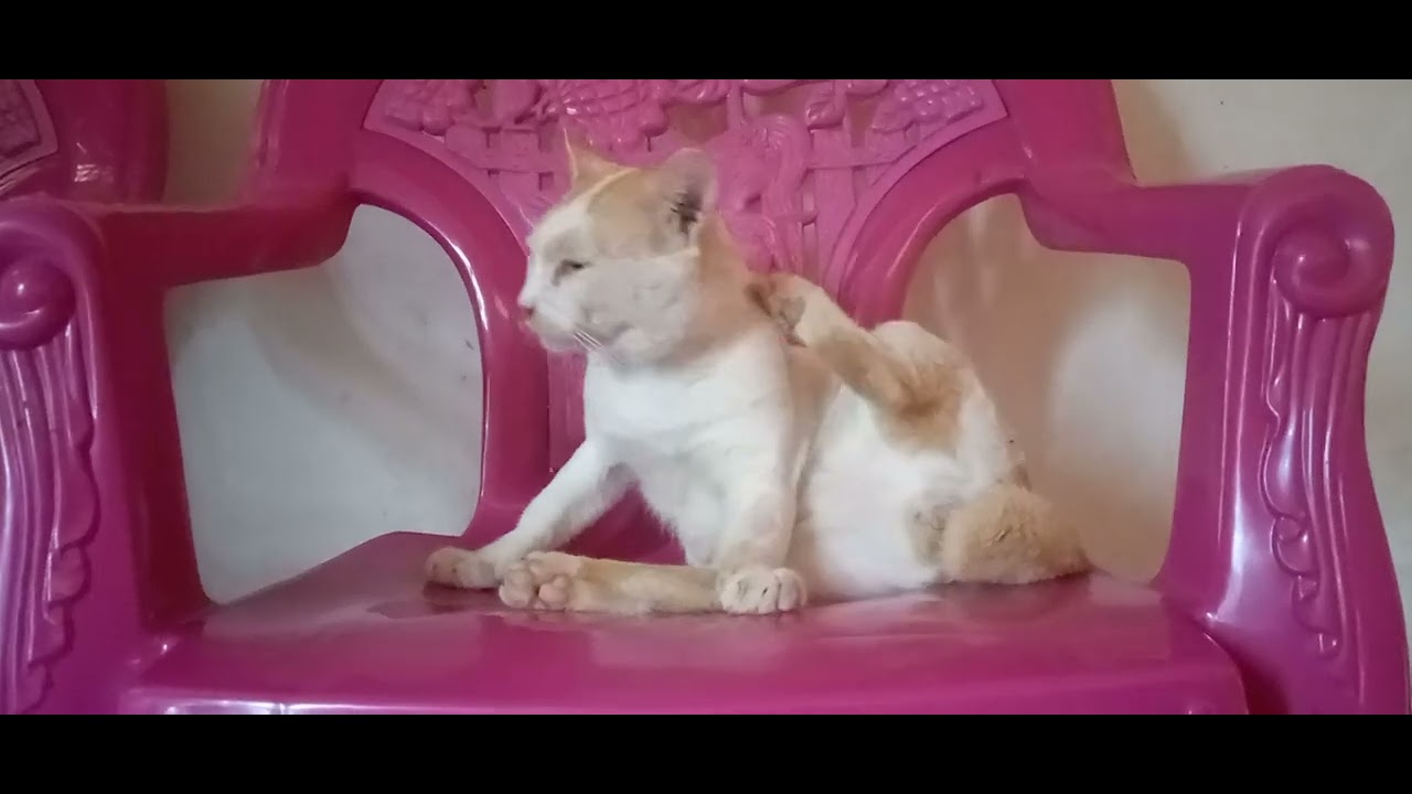 Tingkah Random Kucing Putih, Angkat Kaki Ke atas 😂 #funnyvideo # ...