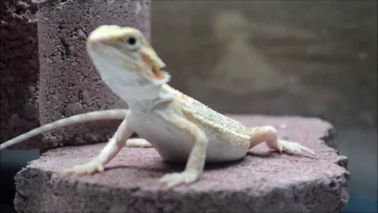 Bearded Dragon Waving - YouTube