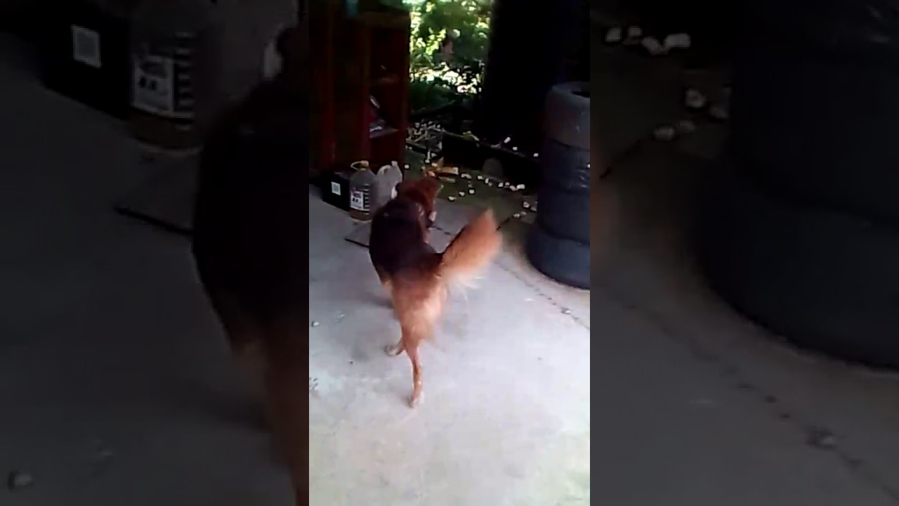 Baddest dog in Trinidad - YouTube
