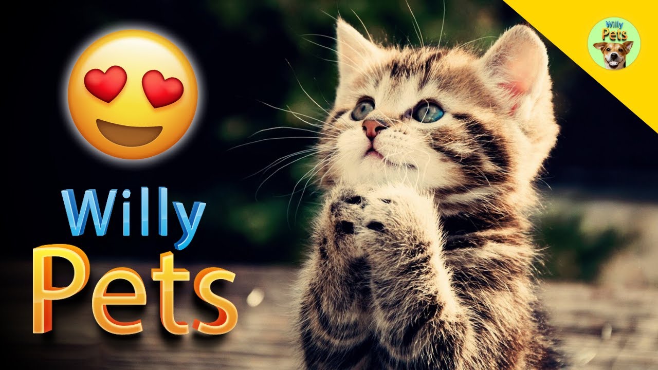Cute Cats Baby 😍 Willy Pets Vines 😁 #6 - YouTube