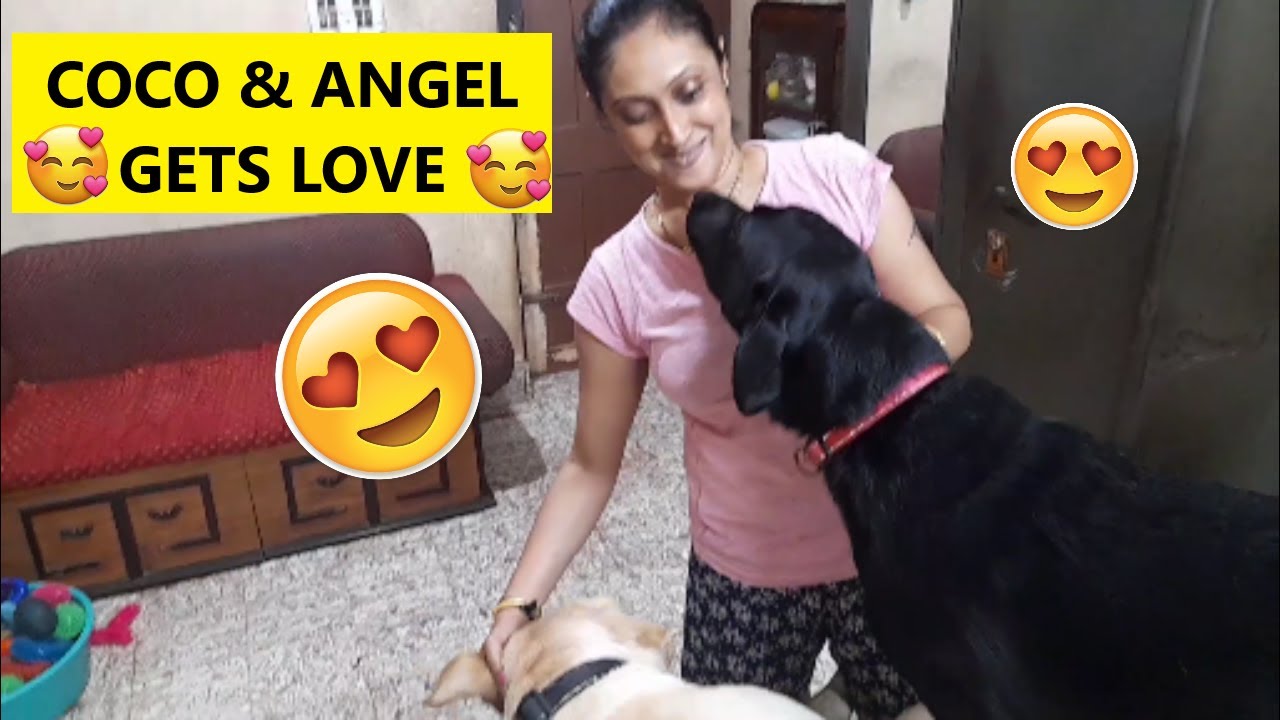 COCO & ANGEL, THE UNCONDITIONAL LOVE OF MUM FOR HER BABIES | WATCH THE ...