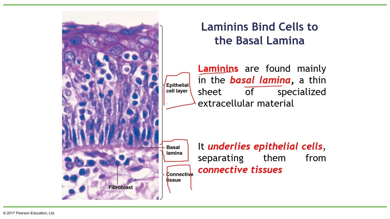 Basal Lamina