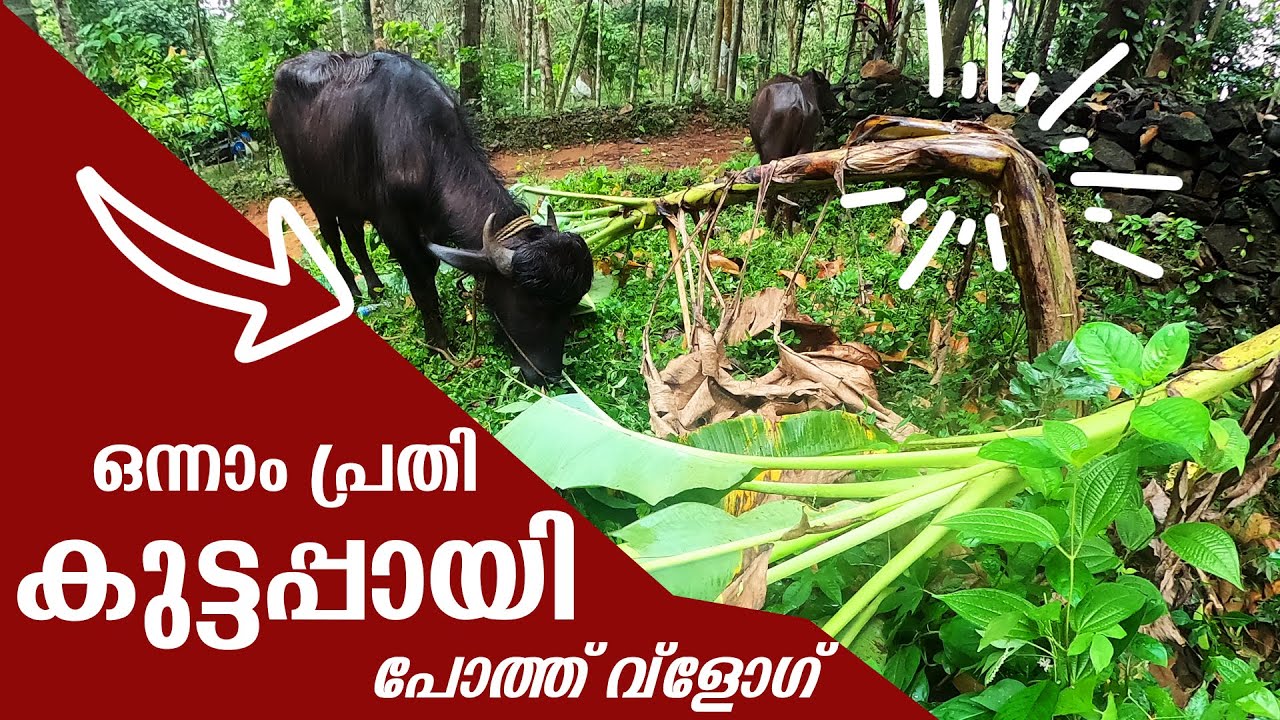 പോത്ത് വ്‌ളോഗ് | Buffalo Farming Kerala | Puppykuttan - YouTube