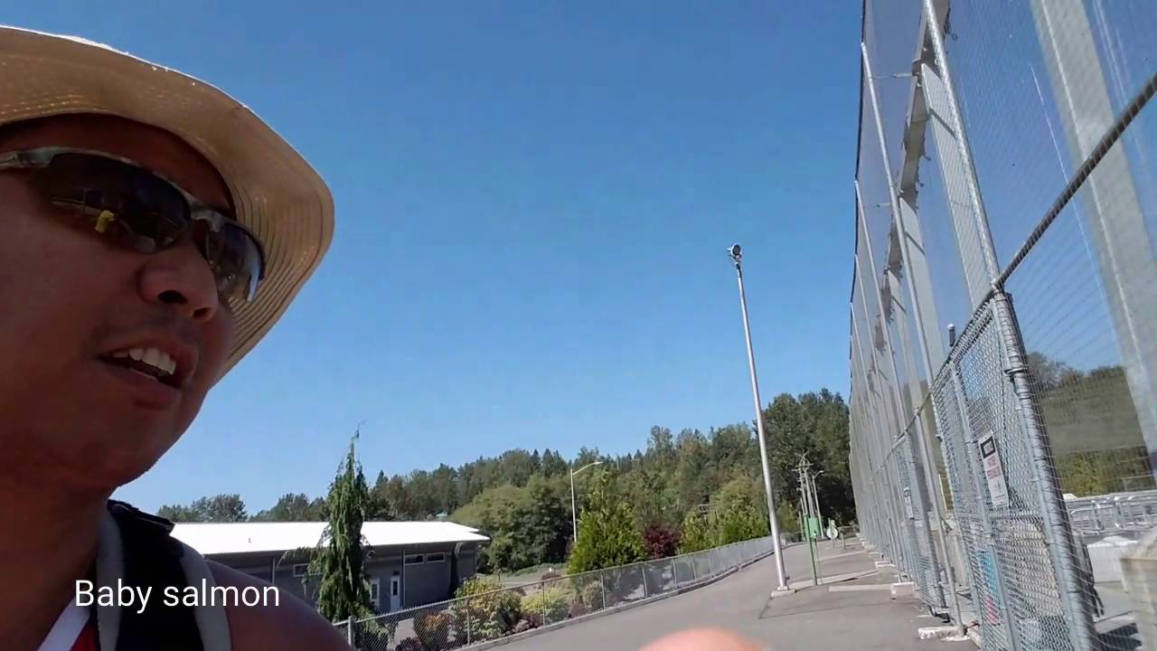 Cowlitz Salmon hatchery (Mossyrock, WA) - YouTube