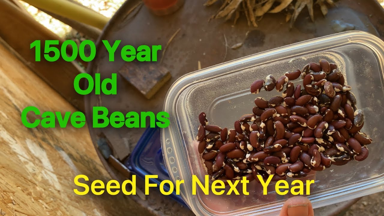 Shelling 1500 Year Old Cave Beans And Talking Preps - YouTube