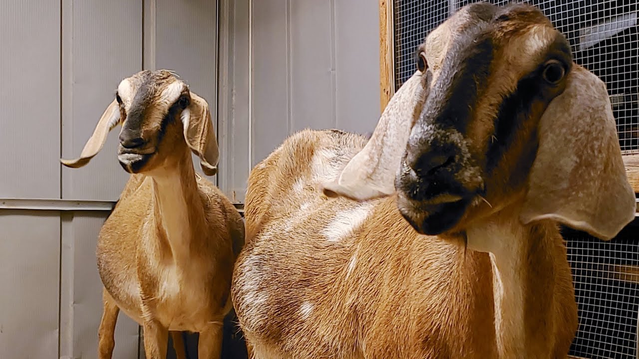 These baby goats must be born sooooon (live) - YouTube