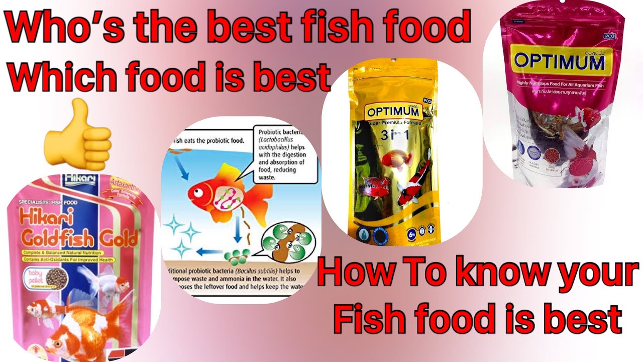 Which Fish food is best. how to know your fish food is best . Best fish ...