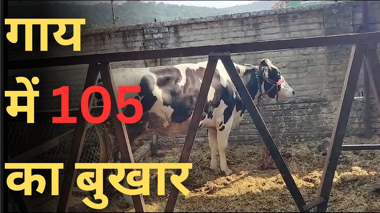 गाय में 105 का बुखार, कारण और निवारण | High Fever in Cow and Treatment ...