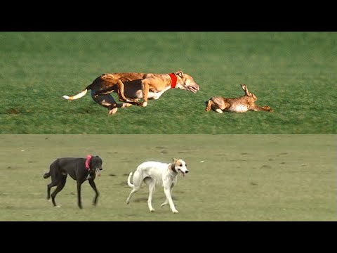 Coursing Dogs Chasing Wild Hare No. 3 | Rabbit Race | Greyhound Vs Hare ...