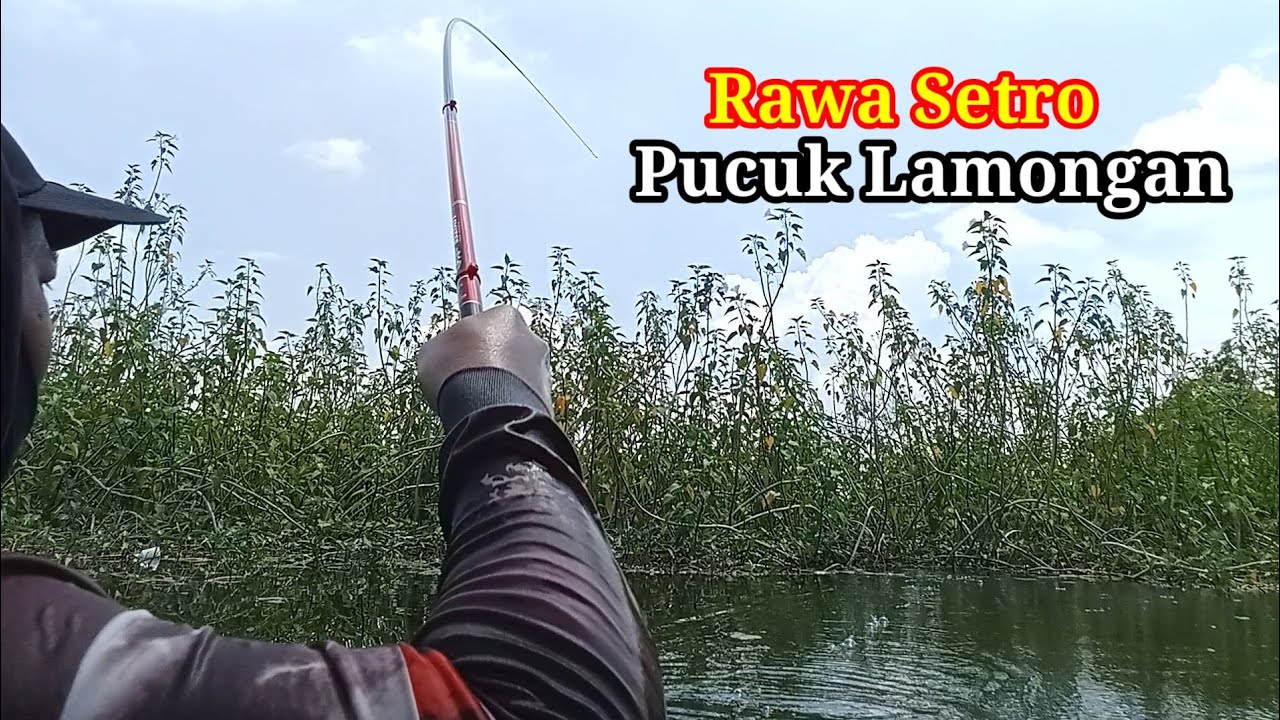 NGETRIP KE RAWA SETRO KECAMATAN PUCUK KABUPATEN LAMONGAN | MANCING NILA ...