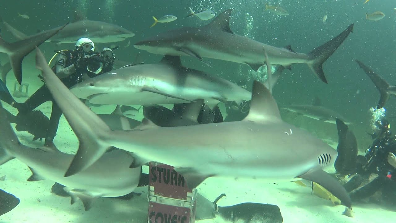 Stuart Cove's Bahama SHARK FEEDING DIVE!!! - YouTube