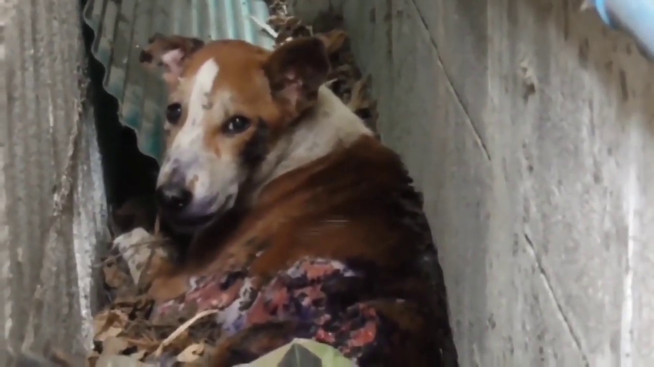 Este perrito se aisló para morir luego de ser quemado con asfalto ...