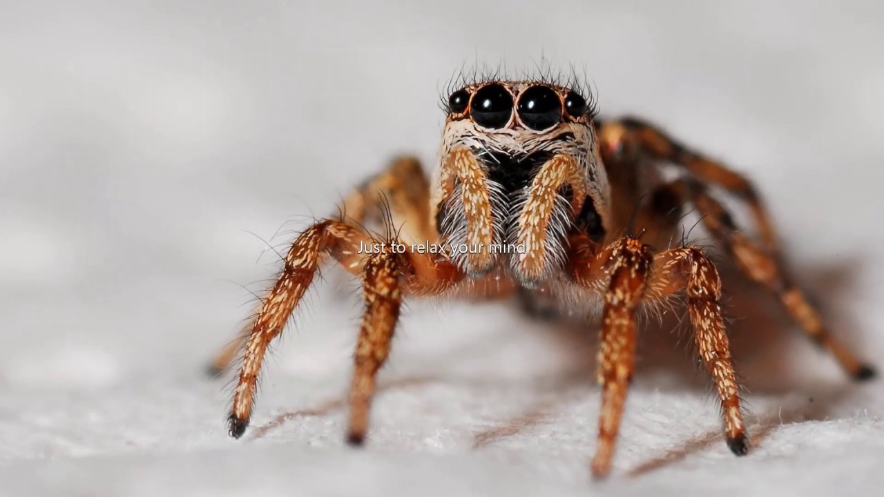 Amazing view on Spiders (Close up) 🕷🕷🕷 - YouTube