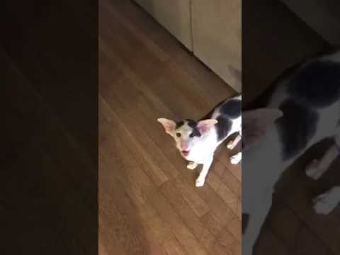 Honking Cat Non Stop! - YouTube