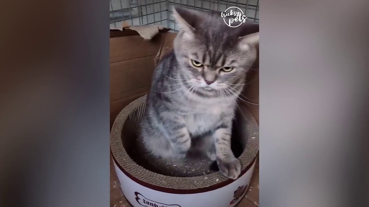 Crazy cute cats - YouTube