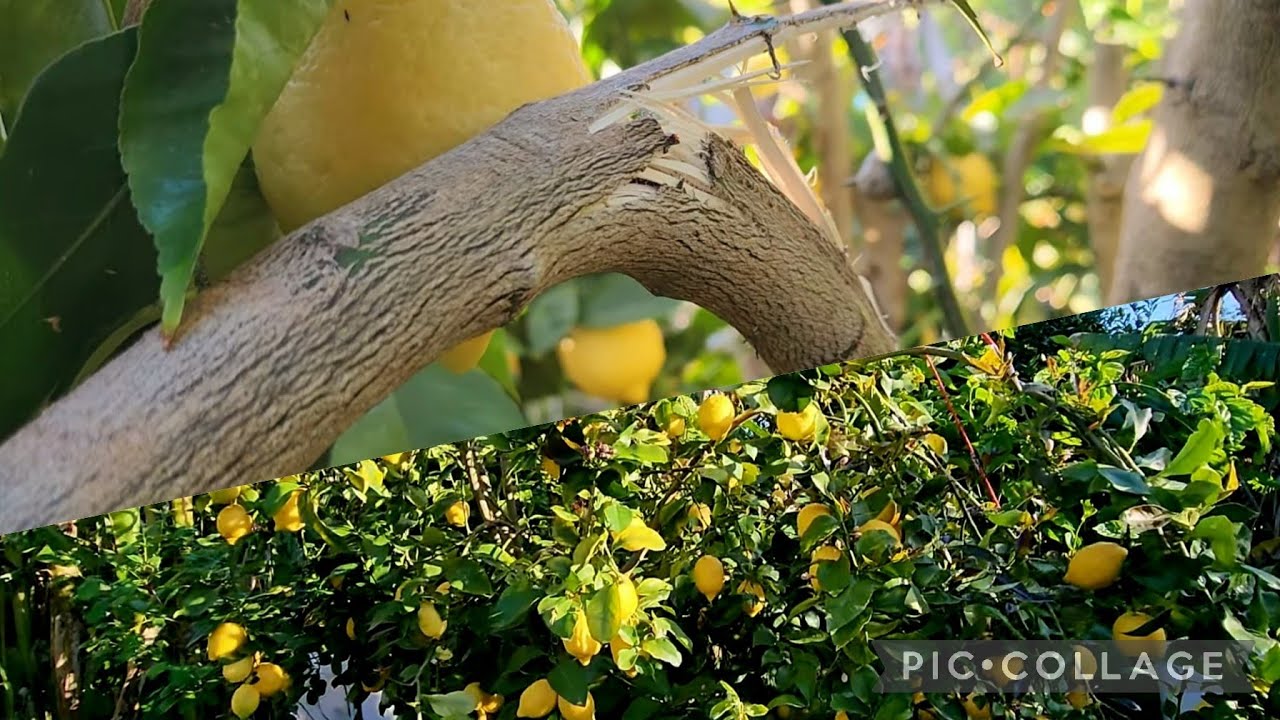 Picking Giant Lemons To Juice After Branches Snap! - YouTube