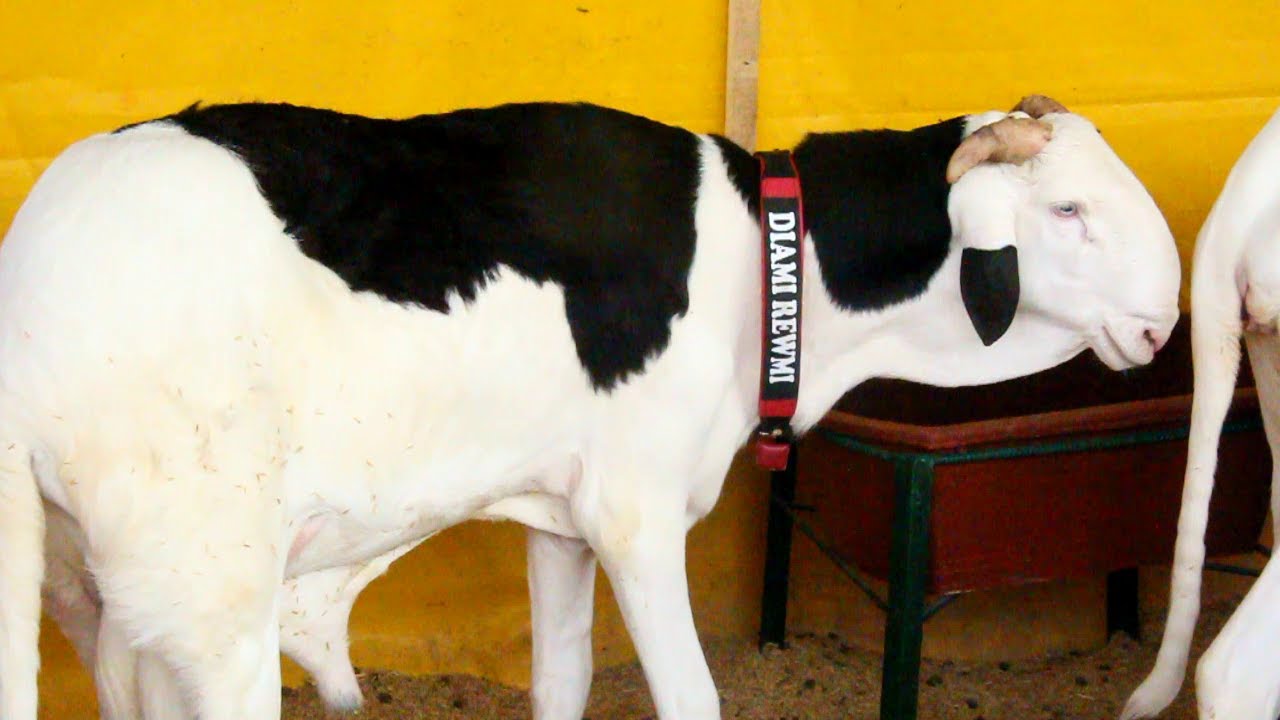 ILE DU SALOUM FILS DE SALOUM SALOUM DE LUC NICOLAI BERG DES DEUX ...