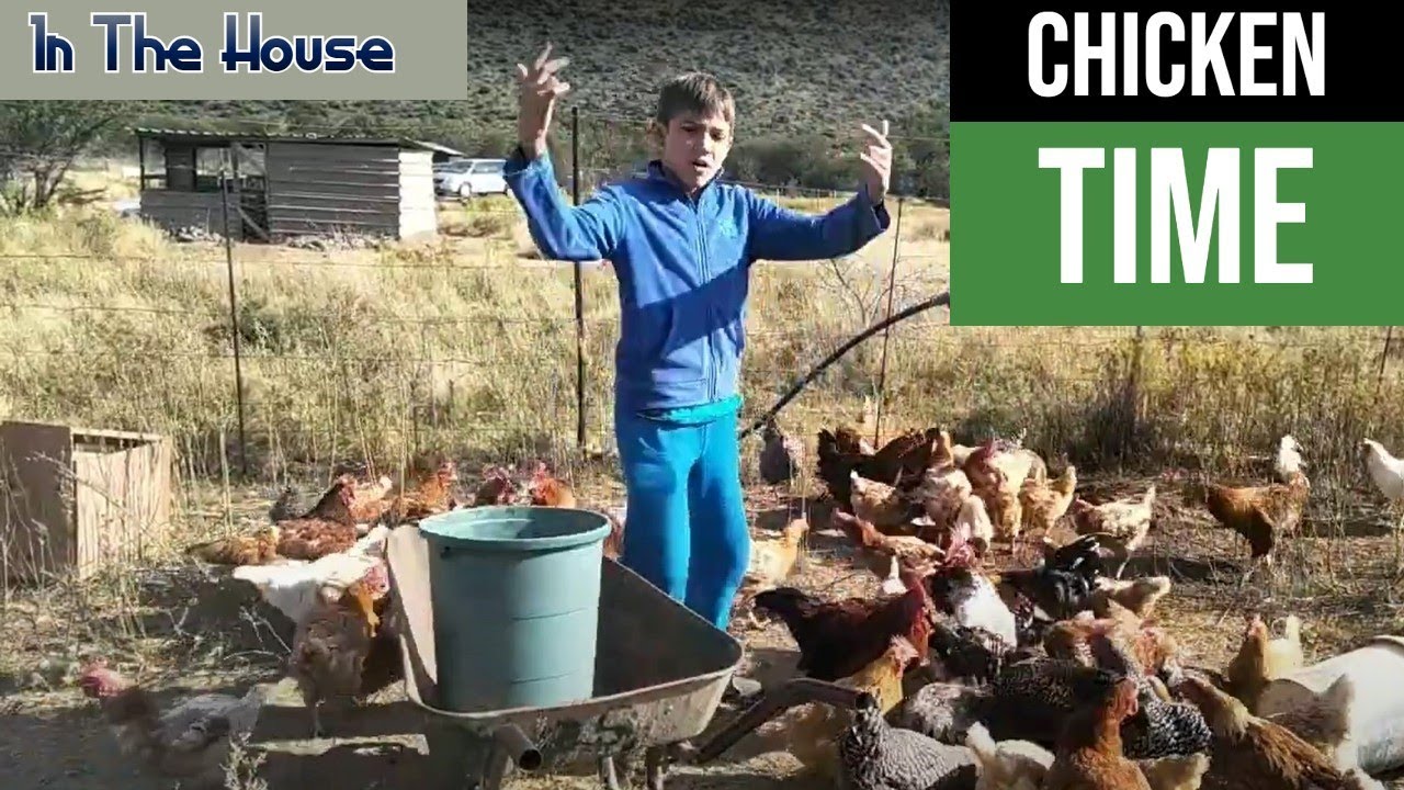 This is how I feed Chickens | MR Me - YouTube