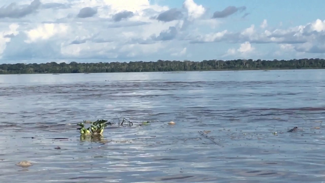 Grey and Pink River Dolphins in the Colombian Amazon - YouTube