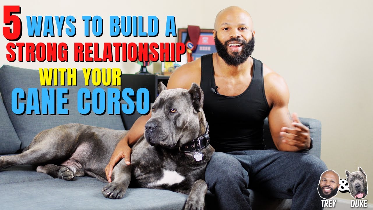 5 Ways to Build a Strong Relationship With Your Cane Corso - YouTube