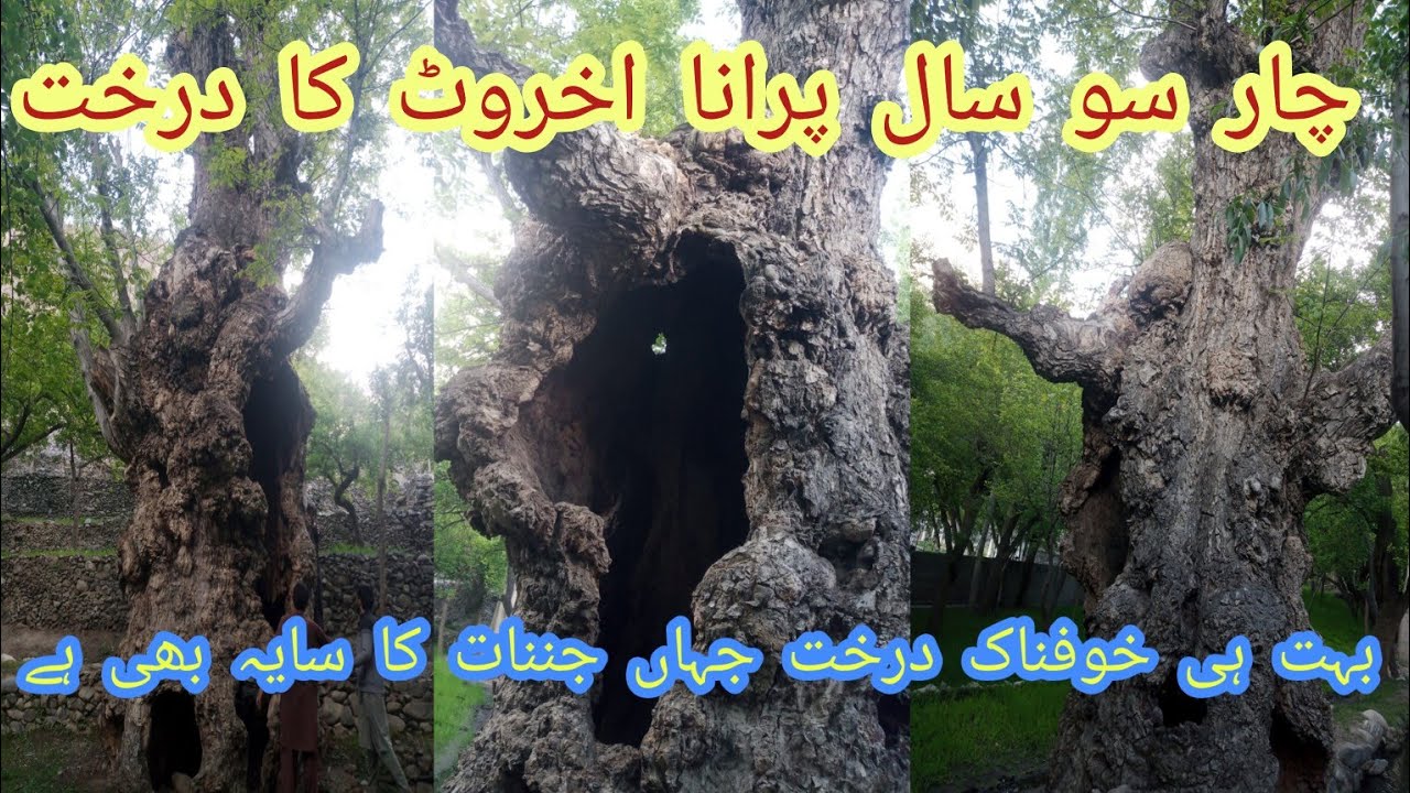 World Oldest tree |400 years old tree |Akhrot ka drakht |Oldest Walnut ...
