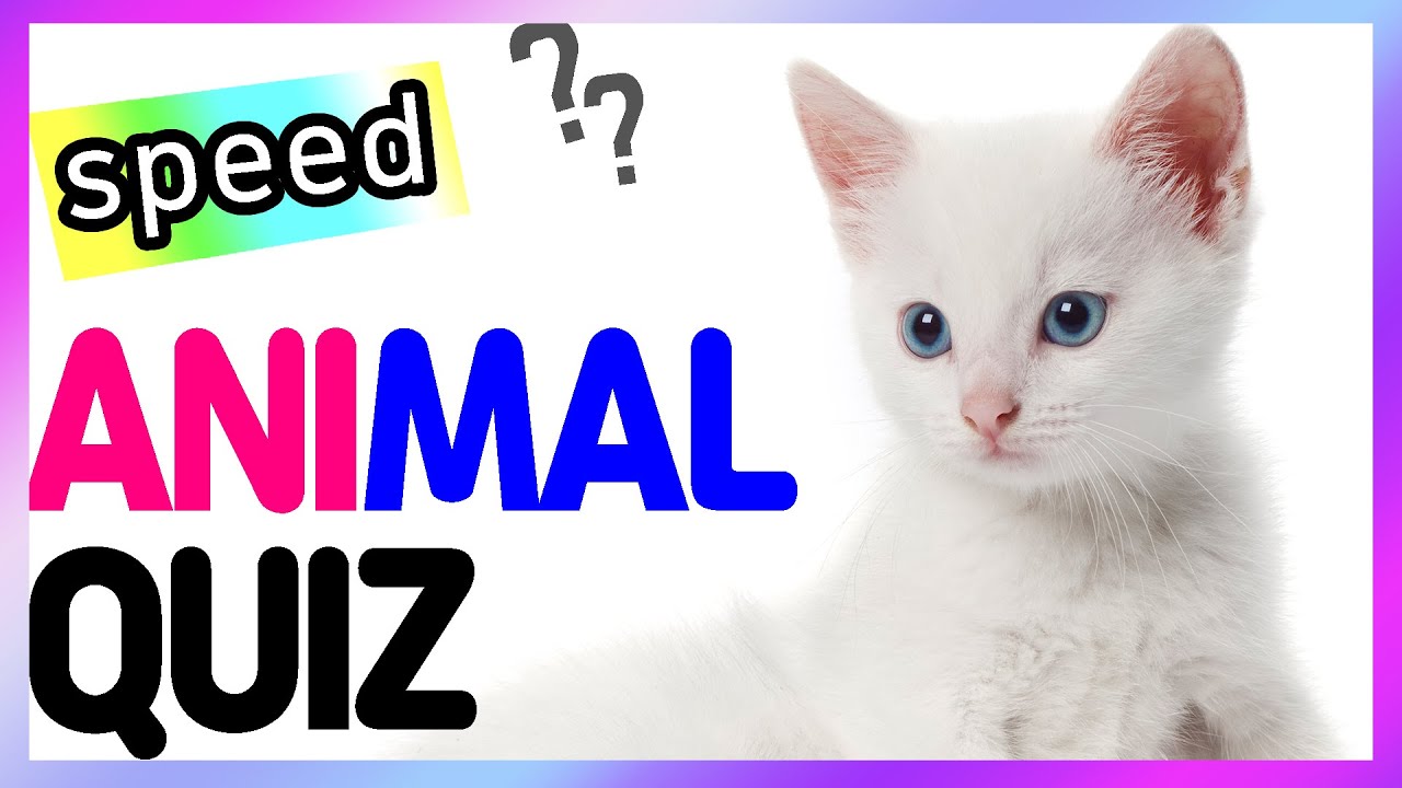Quick Brain Animal Quiz 01 🙉🐣🐮 | Mohana's Animal Quiz - YouTube